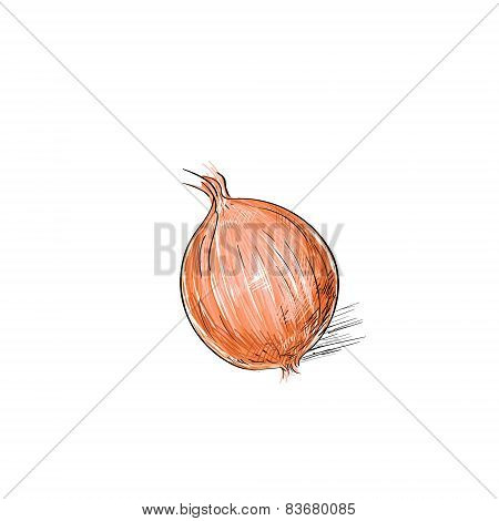 Onion Sketch Color Vector & Photo (Free Trial) | Bigstock