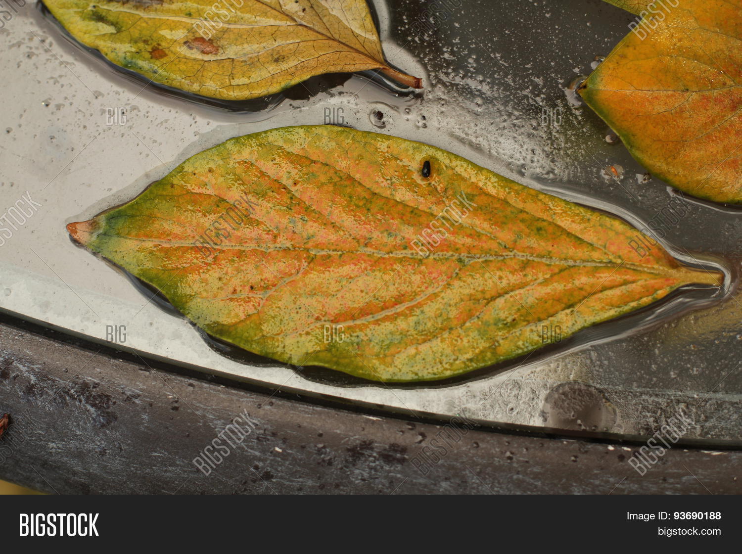Golden Persimmon Leaf Image & Photo (Free Trial) | Bigstock
