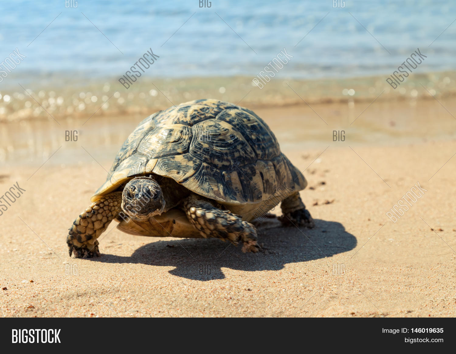 Turtle On Sandy Beach. Image & Photo (Free Trial) | Bigstock