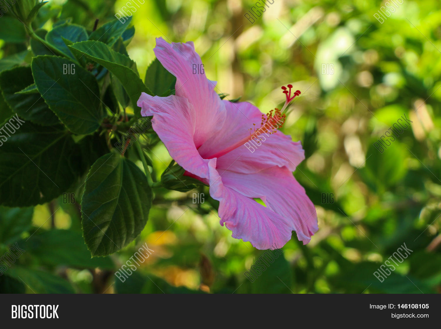 Pink Hibiscus Shadows Image & Photo (Free Trial) | Bigstock
