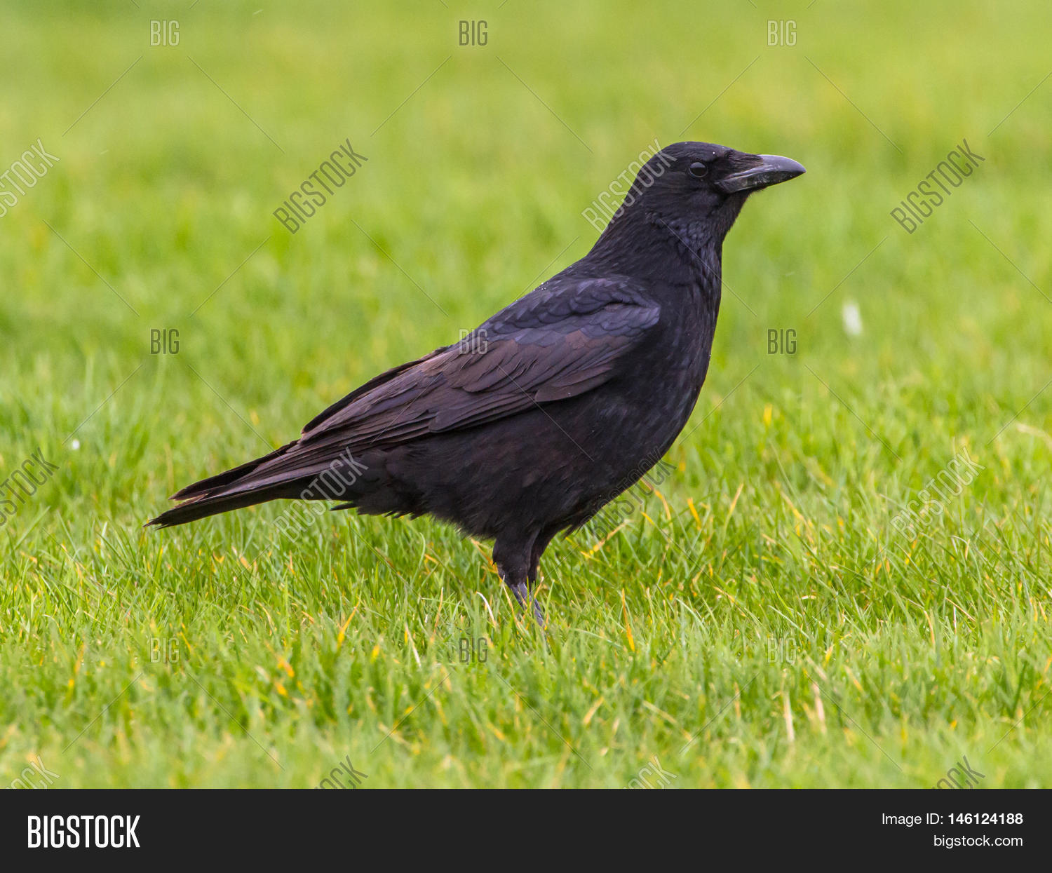 Black Crow Profile On Image & Photo (Free Trial) | Bigstock