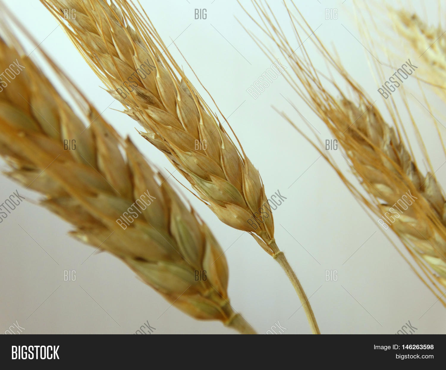 Wheat Harvest Field Image & Photo (Free Trial) | Bigstock