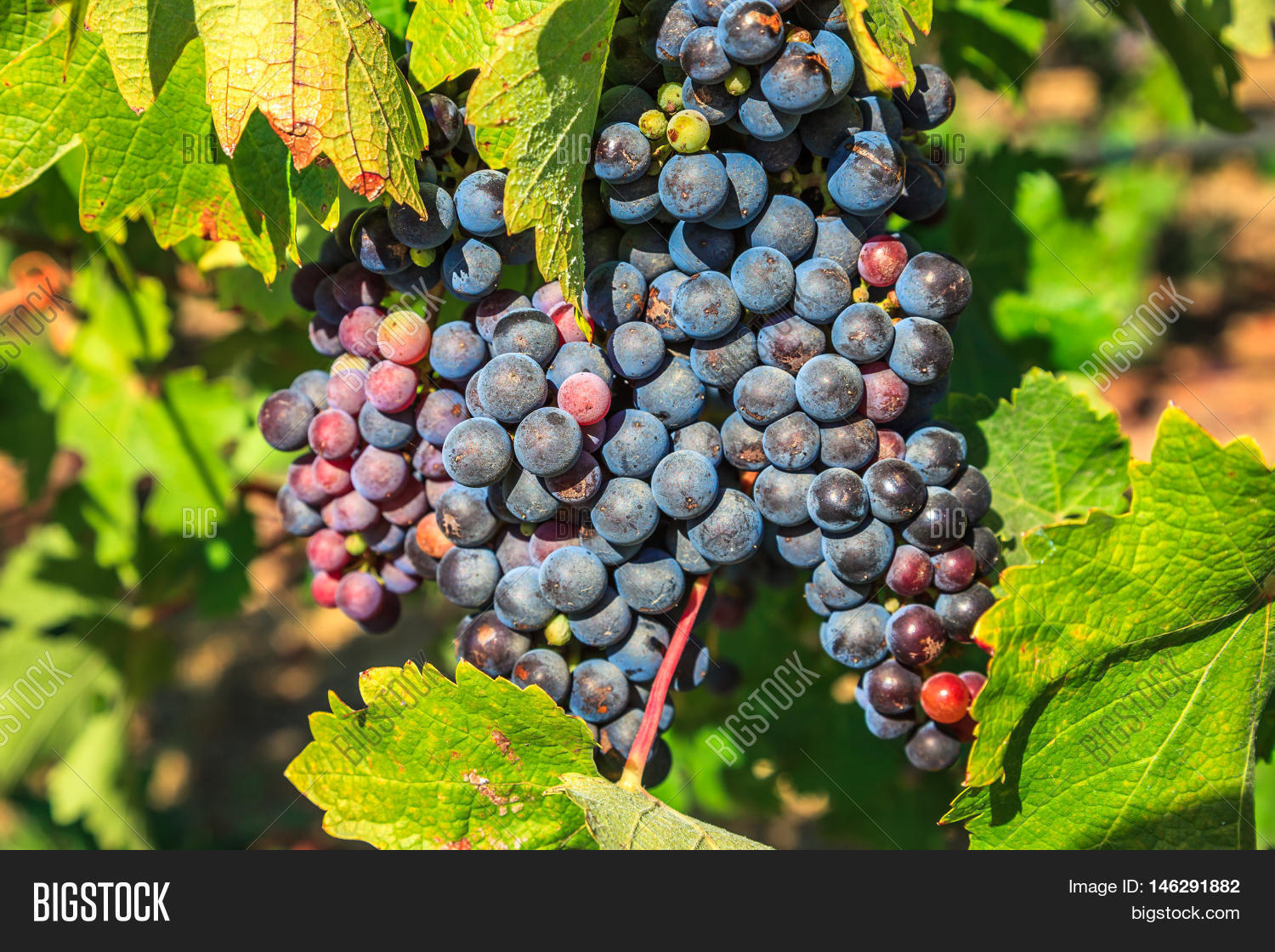 Red Bunch Grapes On Image & Photo (Free Trial) | Bigstock