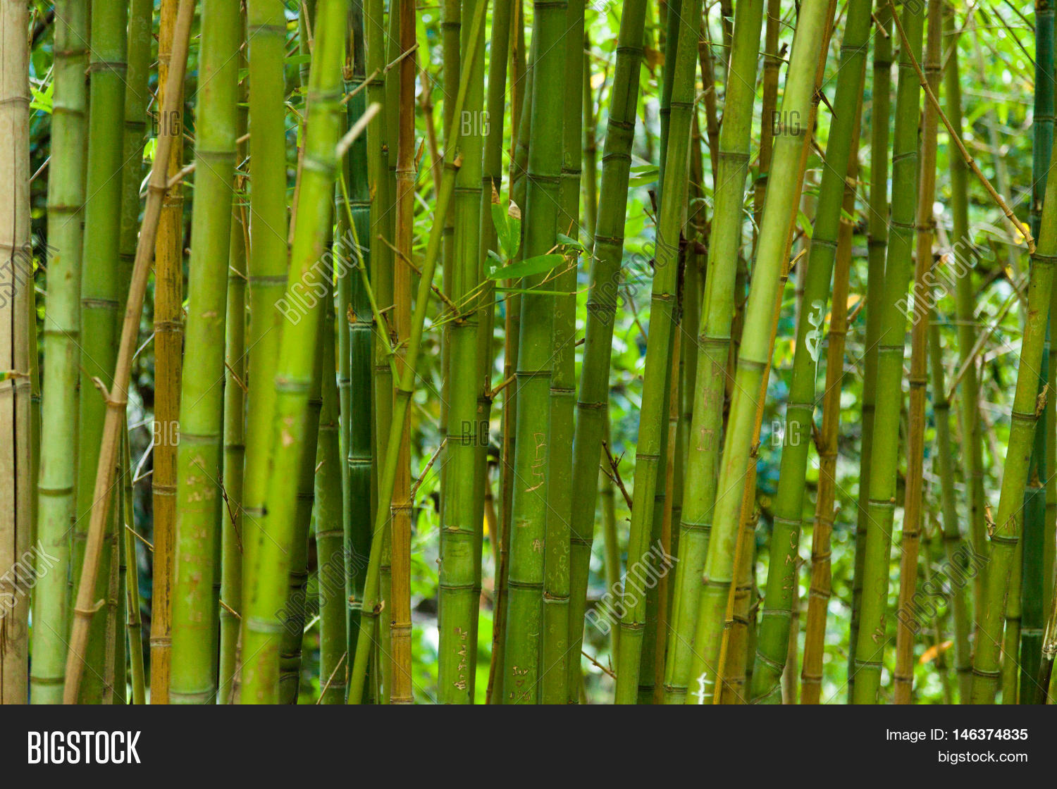 Bamboo Grass Stalk Image & Photo (Free Trial) | Bigstock