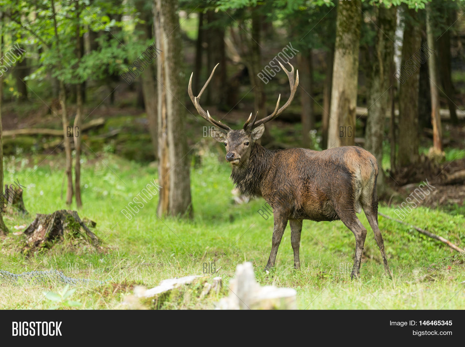 Large Red Deer Woods Image & Photo (Free Trial) | Bigstock