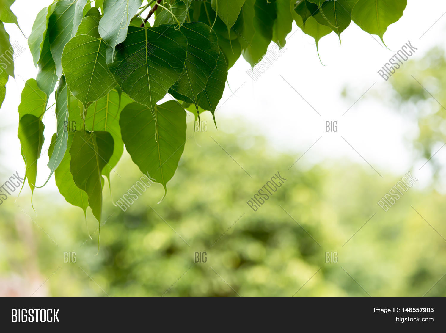 Bo Tree Bothi Tree Image & Photo (Free Trial) | Bigstock