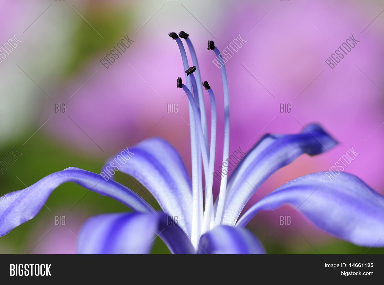 Stamen Agapanthus Image & Photo (Free Trial) | Bigstock