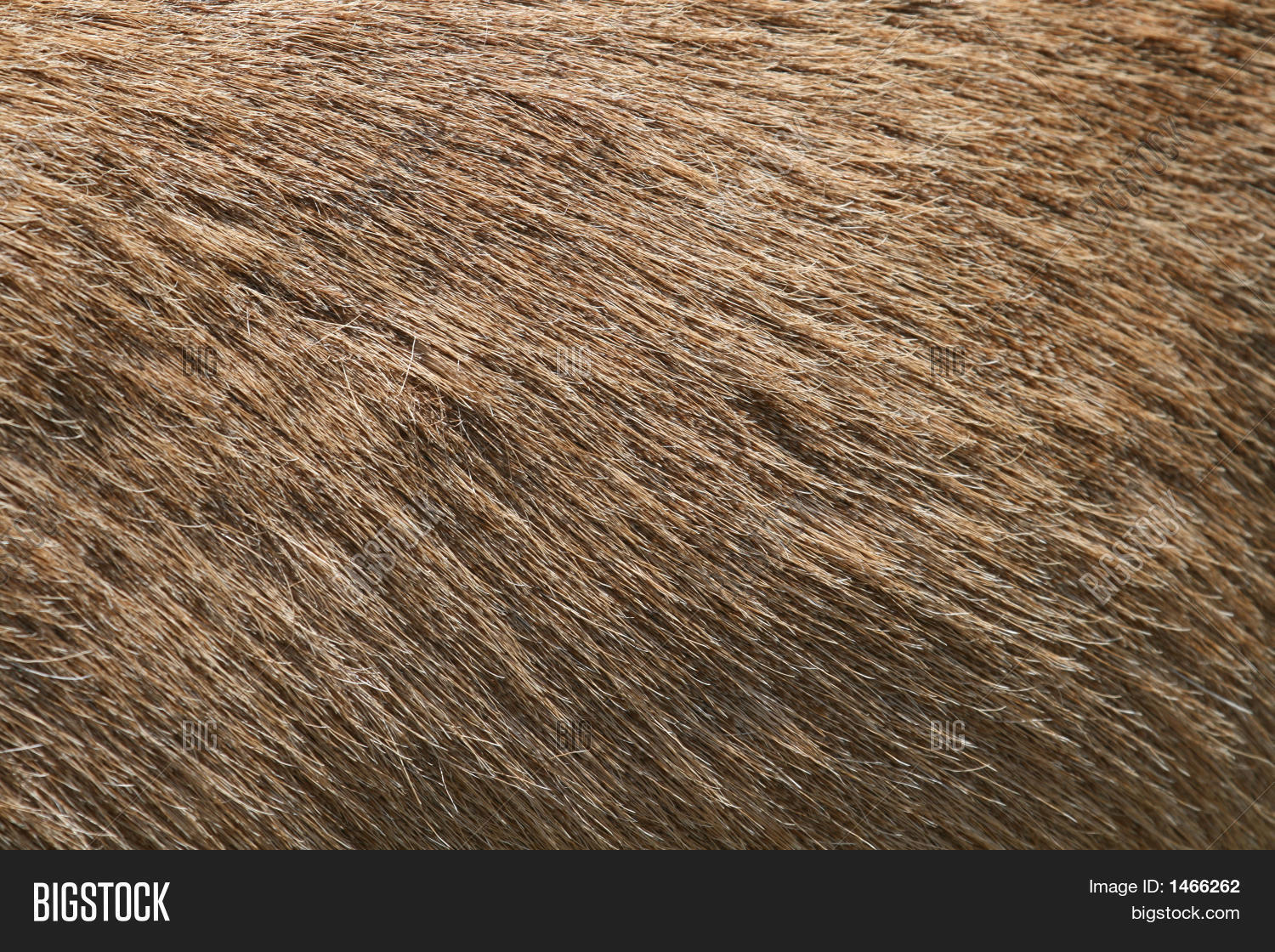 Mammal Hair Texture Image & Photo (Free Trial) | Bigstock