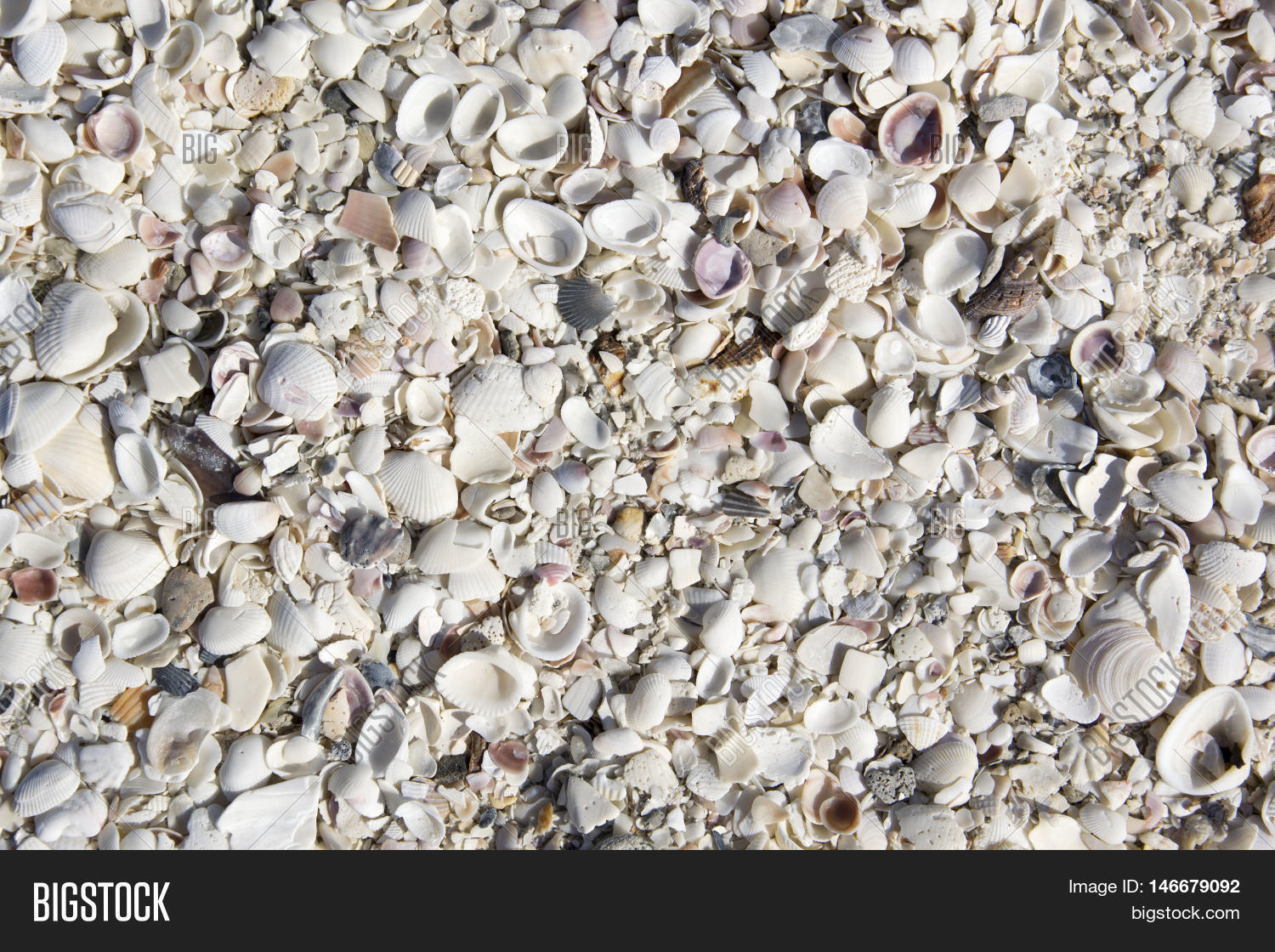 Photo Some Seashells Image & Photo (Free Trial) | Bigstock