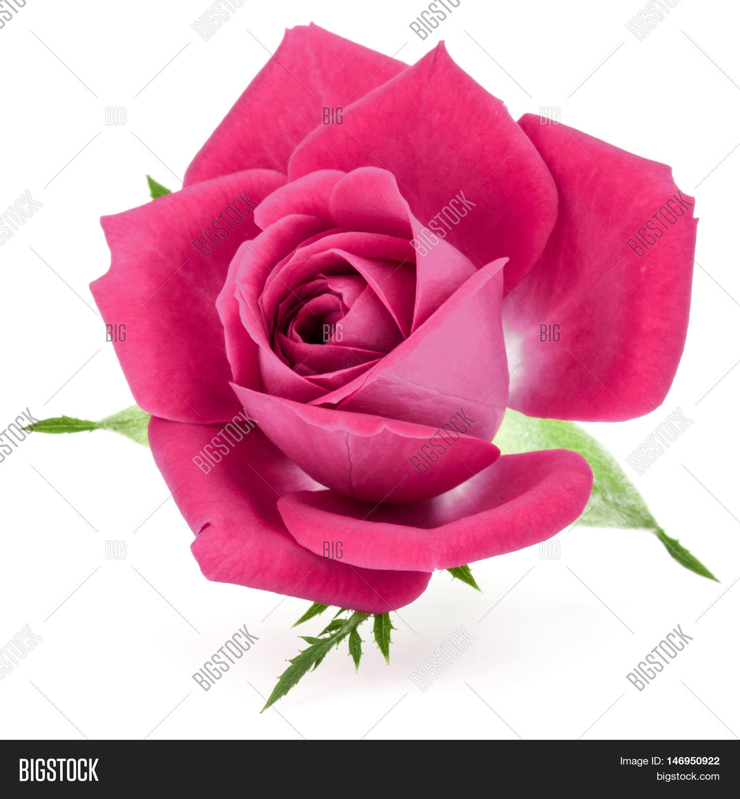 Pink Rose Flower Head Image & Photo (Free Trial) | Bigstock