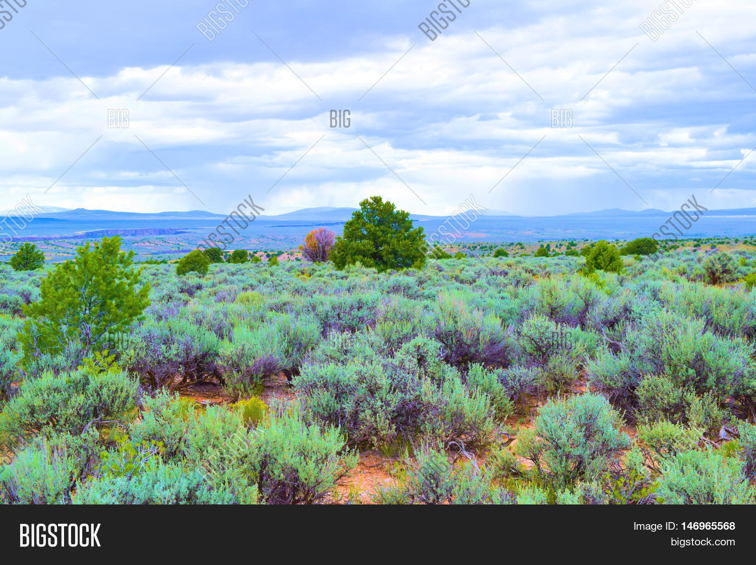 Sage Plant New Mexico at Cheryl Talley blog