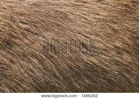 Mammal Hair Texture Image & Photo (Free Trial) | Bigstock
