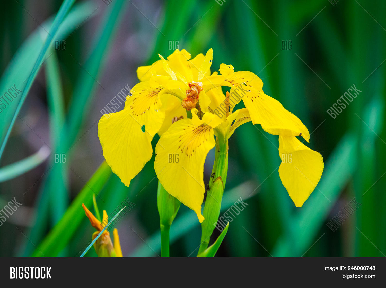 Yellow Irises Against Image & Photo (Free Trial) | Bigstock