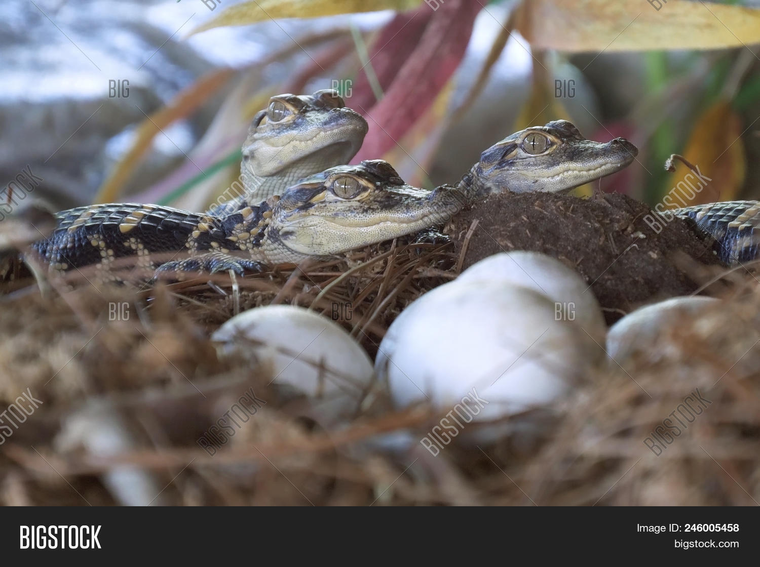Alligator Hatchlings Image & Photo (Free Trial) | Bigstock