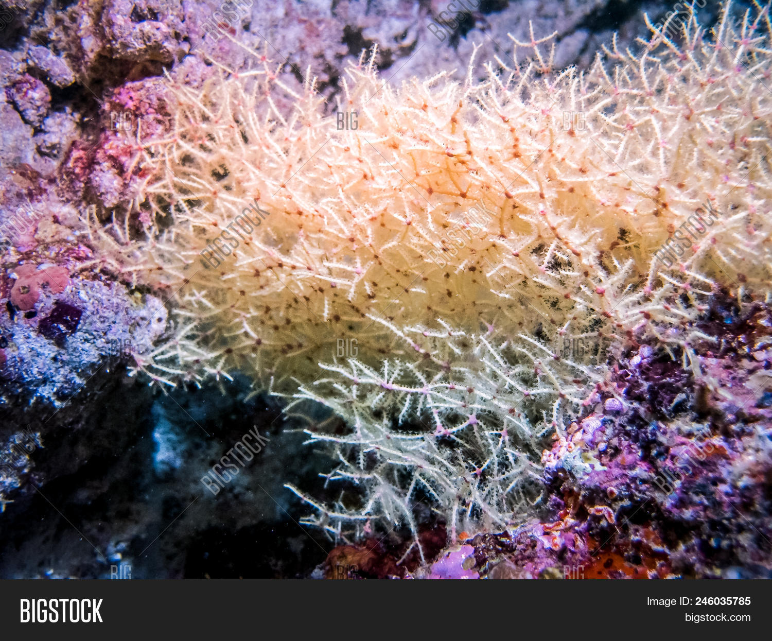 Young Coral Polyp. Image & Photo (Free Trial) | Bigstock