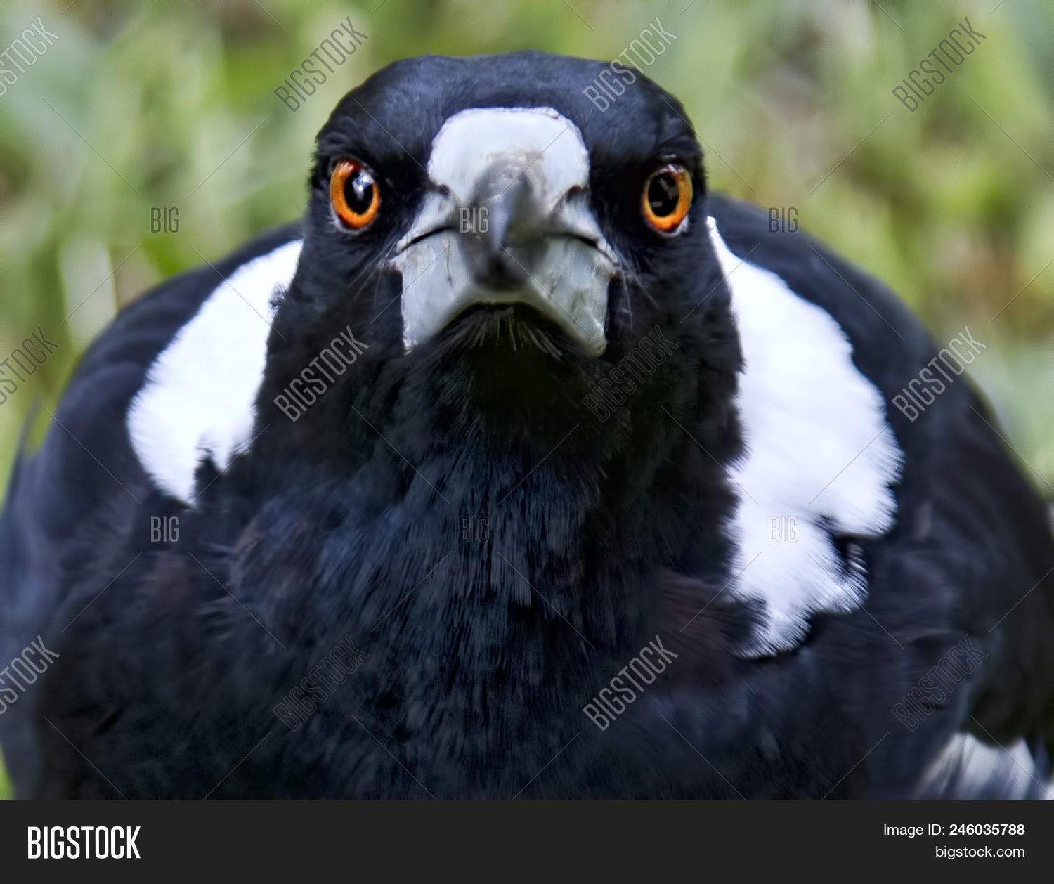 Close Face Magpie Image & Photo (Free Trial) | Bigstock