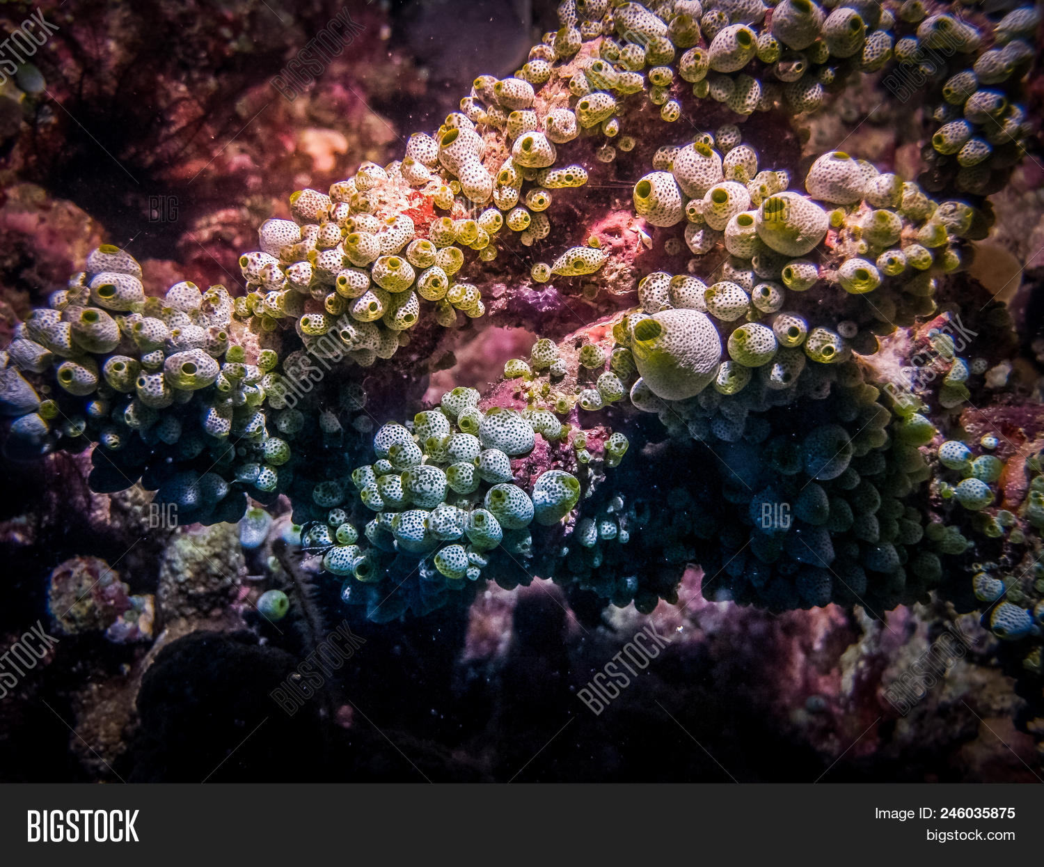 Beautiful Corals Image & Photo (Free Trial) | Bigstock