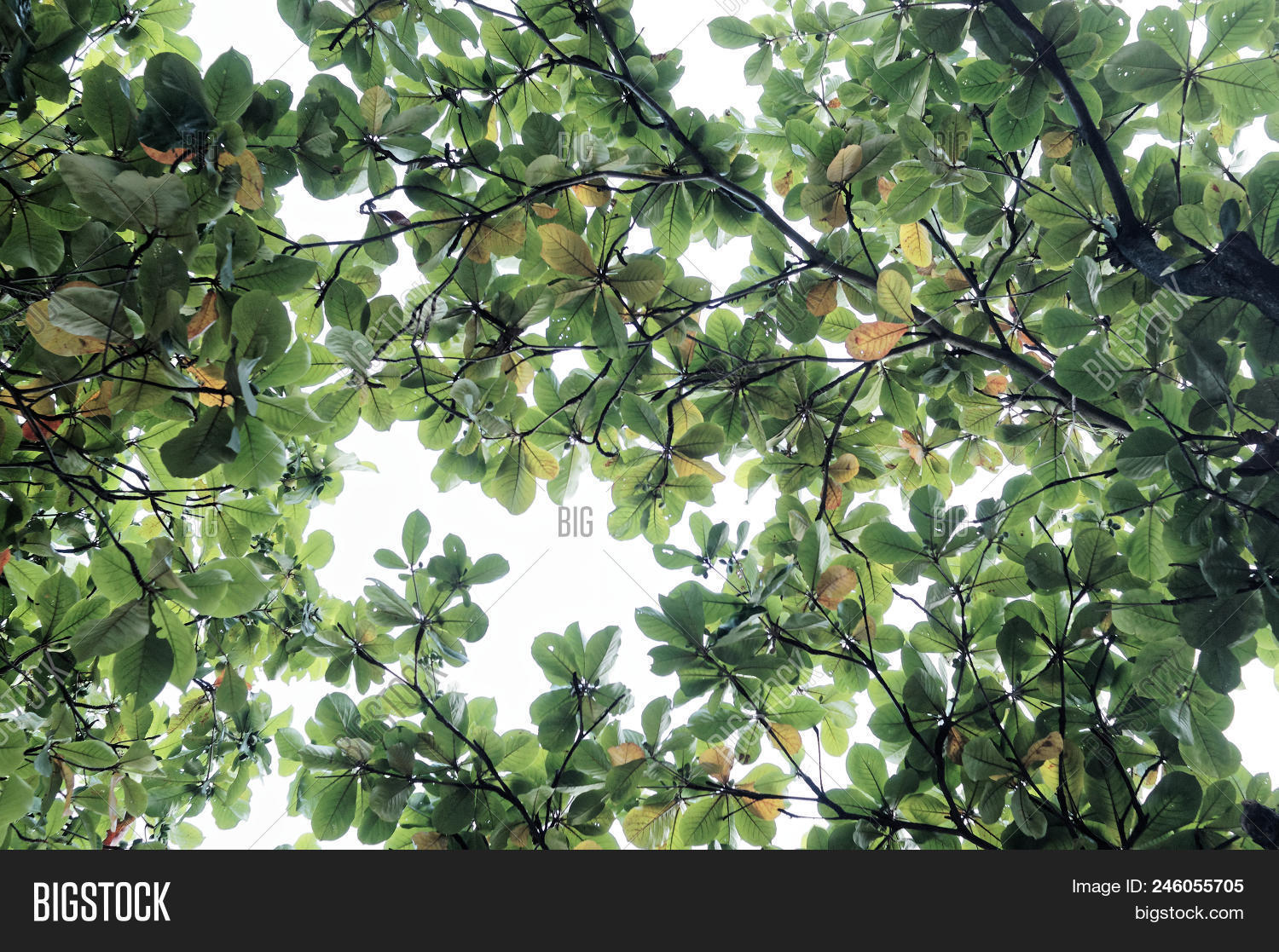 Green Terminalia Image & Photo (Free Trial) | Bigstock
