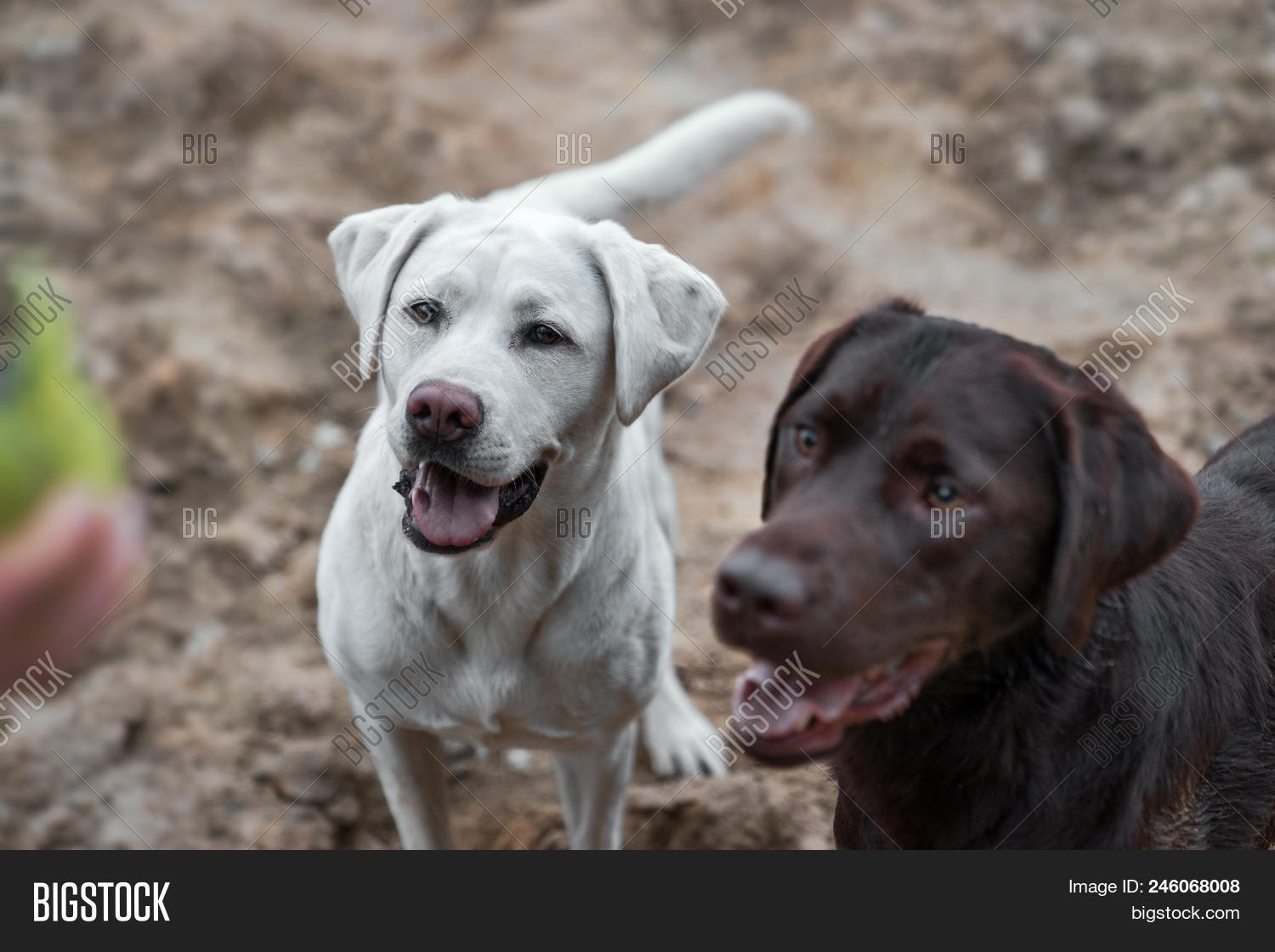 Two Cute Labrador Image & Photo (Free Trial) | Bigstock