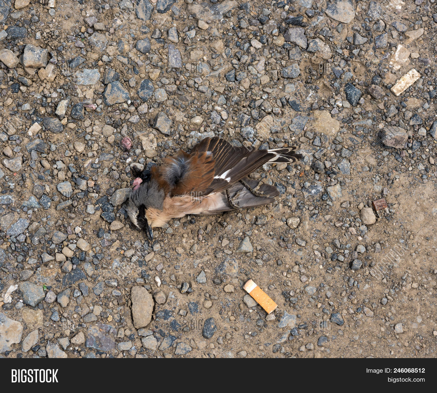 Dead Sparrow Lying On Image & Photo (Free Trial) | Bigstock