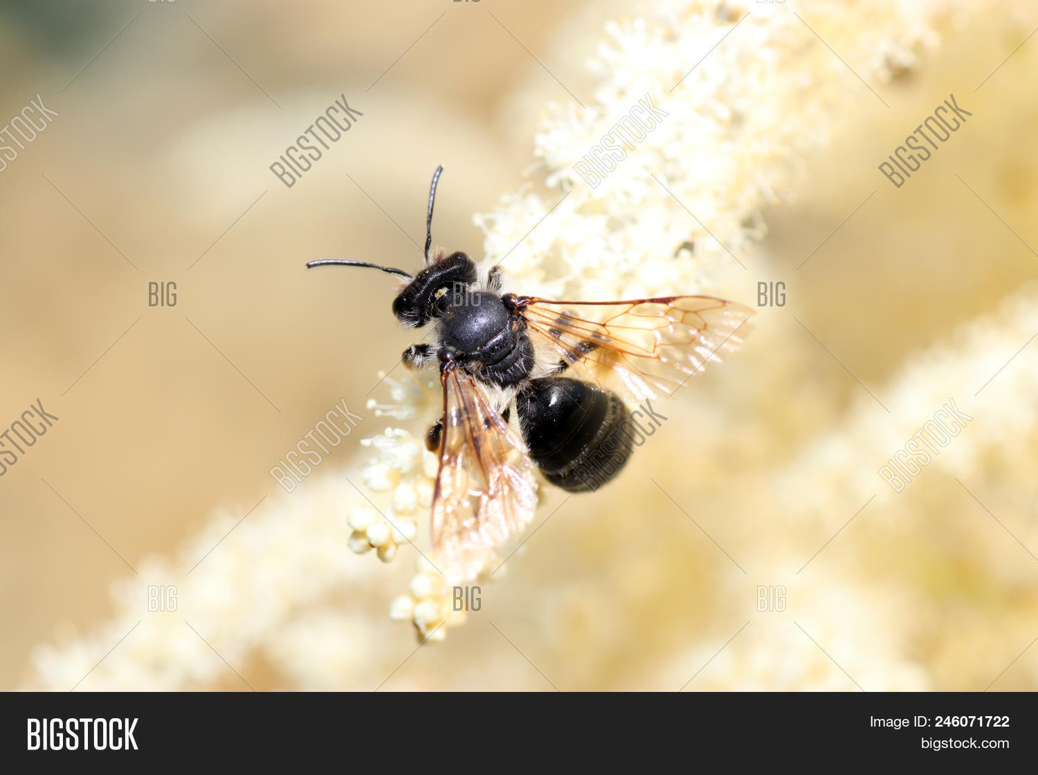 Wild Bees All Bee Image & Photo (Free Trial) | Bigstock