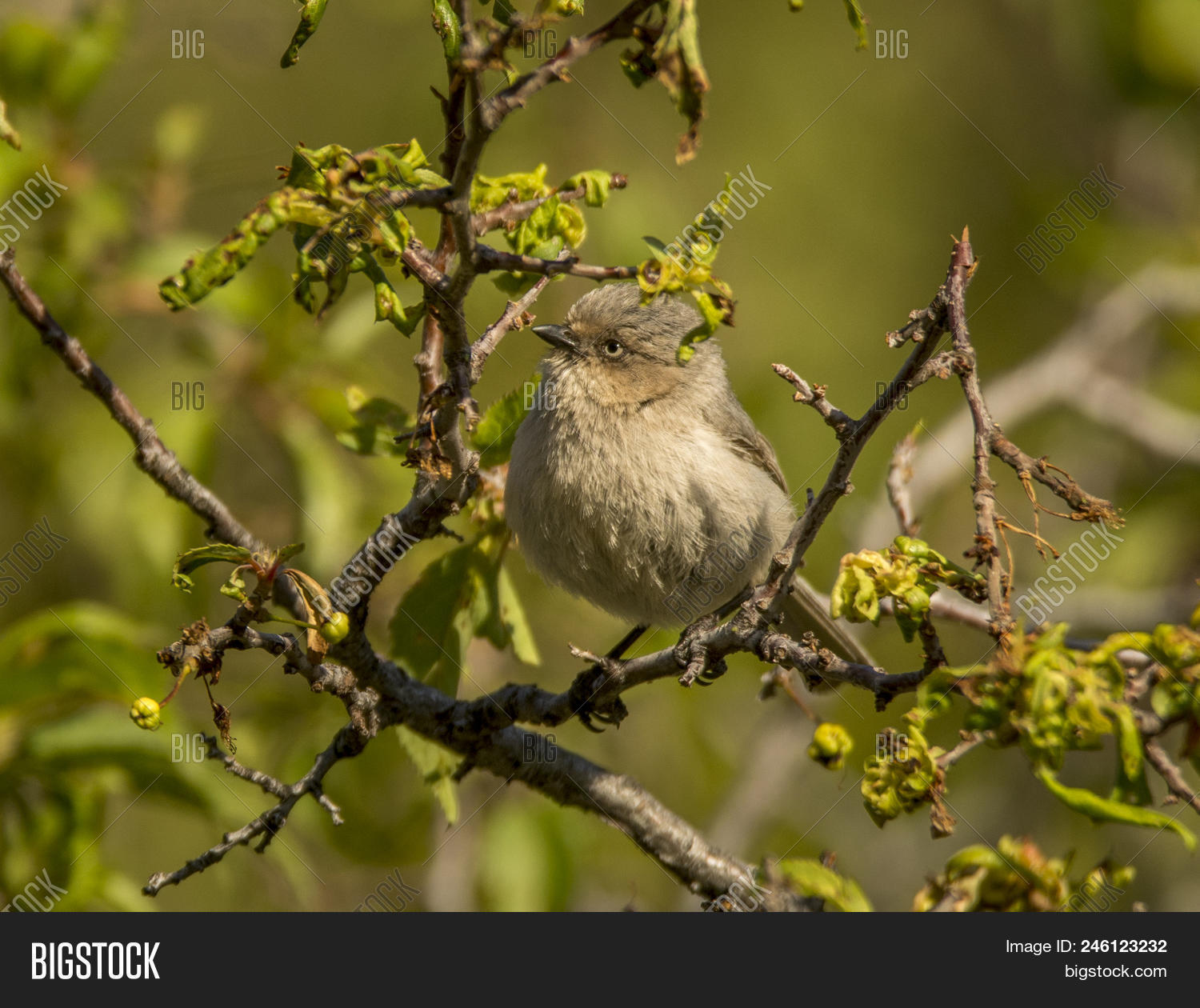 Drab Looking Bright Image & Photo (Free Trial) | Bigstock
