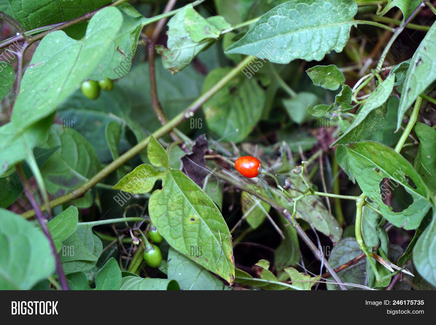 Poisonous Red Fruit Image & Photo (Free Trial) | Bigstock