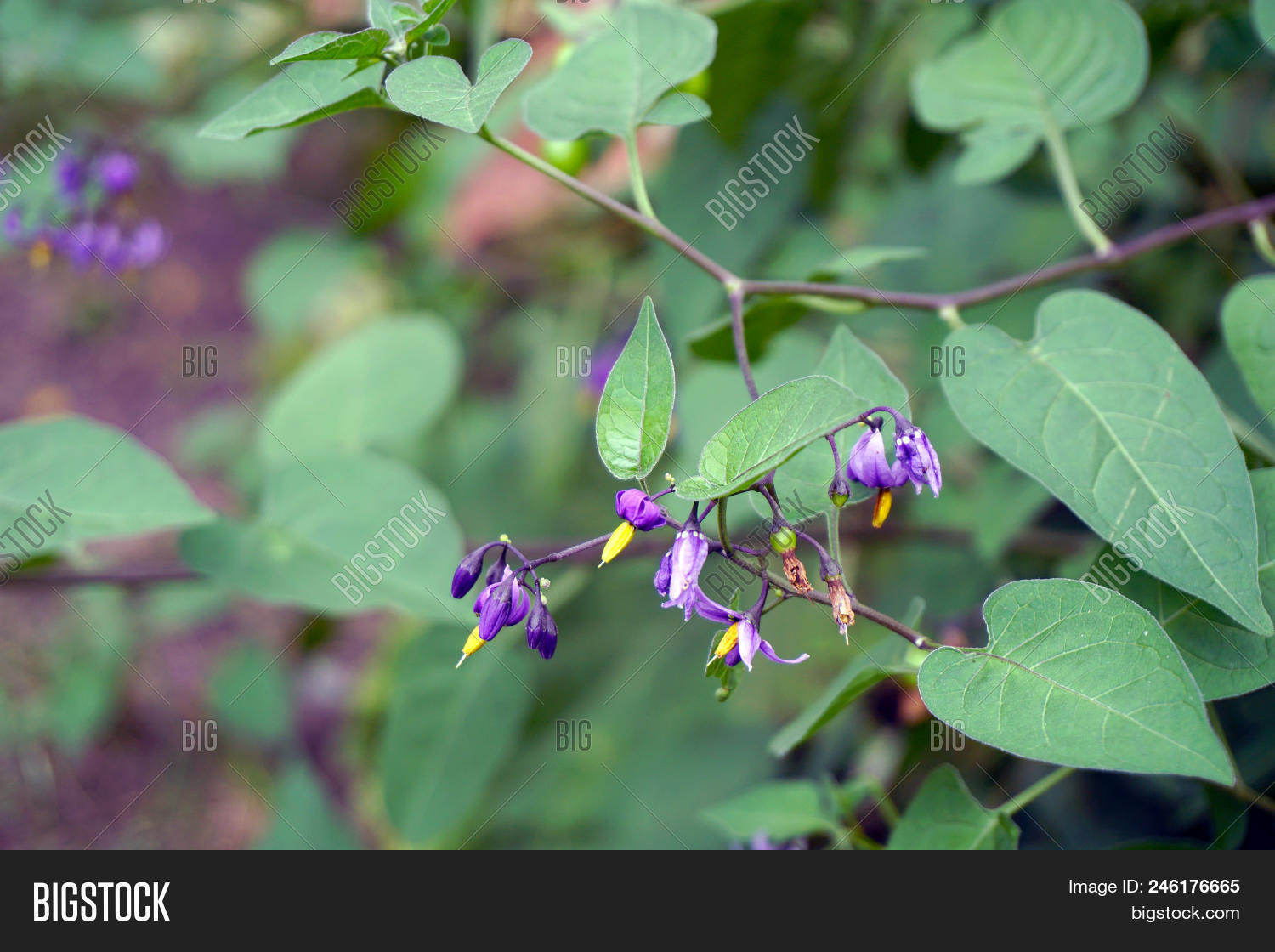 Flowers Bittersweet Image & Photo (Free Trial) | Bigstock