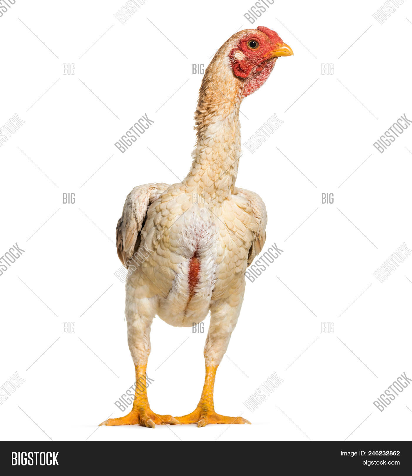 Shamo Shamo Known Image & Photo (Free Trial) | Bigstock