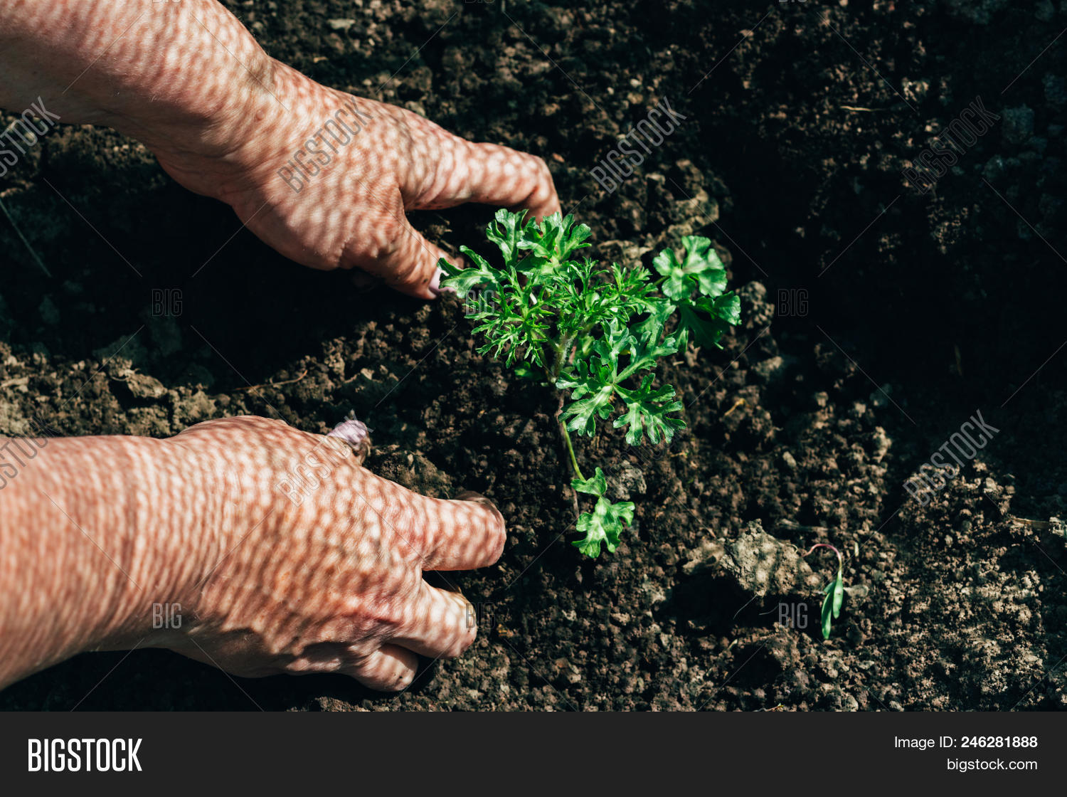 Female Hands Plant Image & Photo (Free Trial) | Bigstock