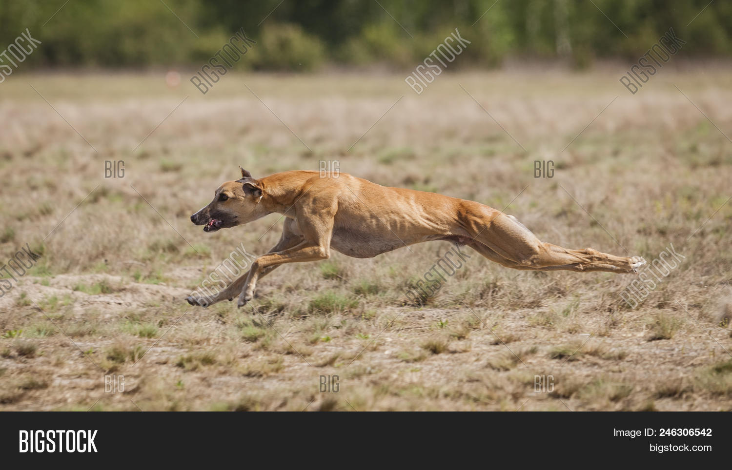 Whippet Dog Running. Image & Photo (Free Trial) | Bigstock