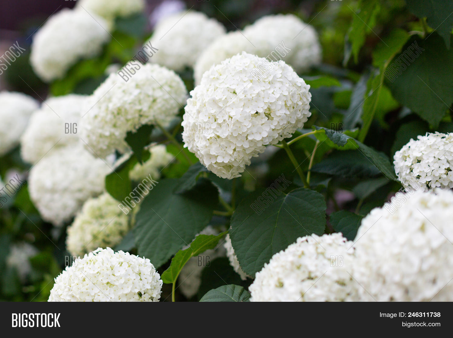 Bush Blooming White Image & Photo (Free Trial) | Bigstock