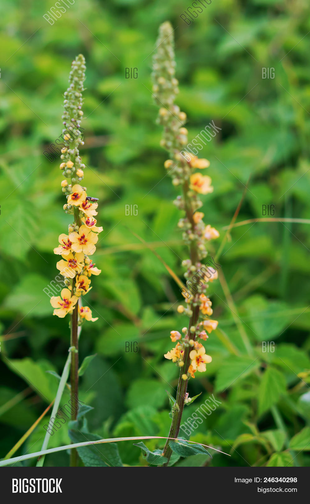 Meadow Flower Melilot Image & Photo (Free Trial) | Bigstock