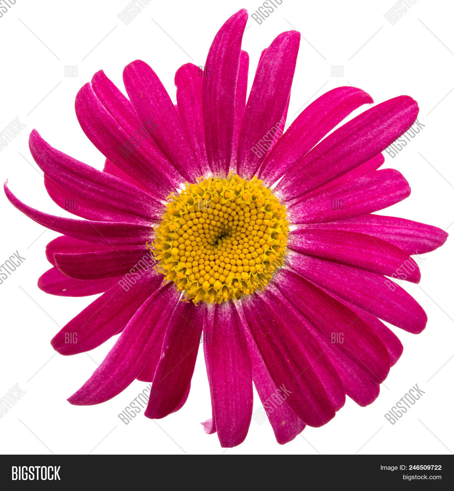 Flower Pyrethrum, Image & Photo (Free Trial) | Bigstock