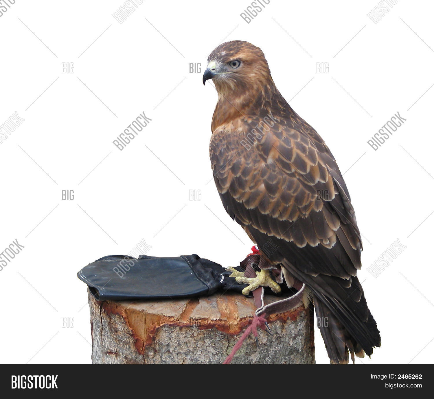Hawk Sitting On Stump Image & Photo (Free Trial) | Bigstock