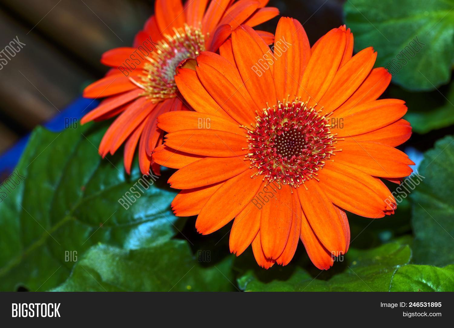 Beautiful Gerbera Image & Photo (Free Trial) | Bigstock