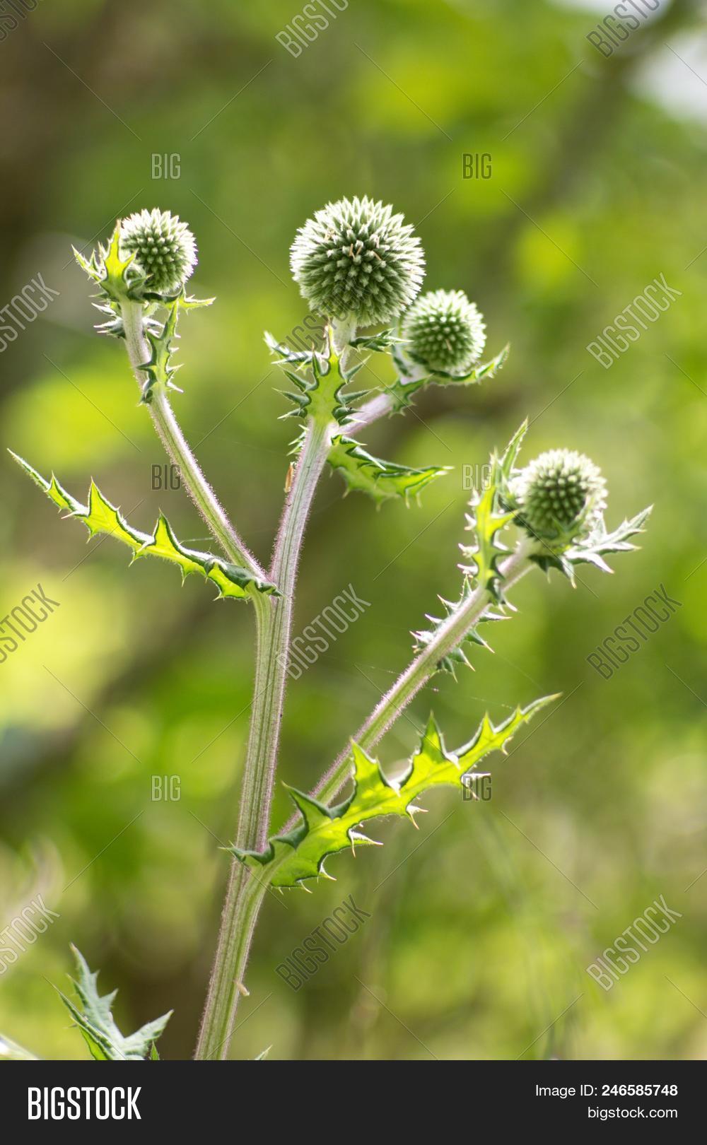 Echinops Image & Photo (Free Trial) | Bigstock