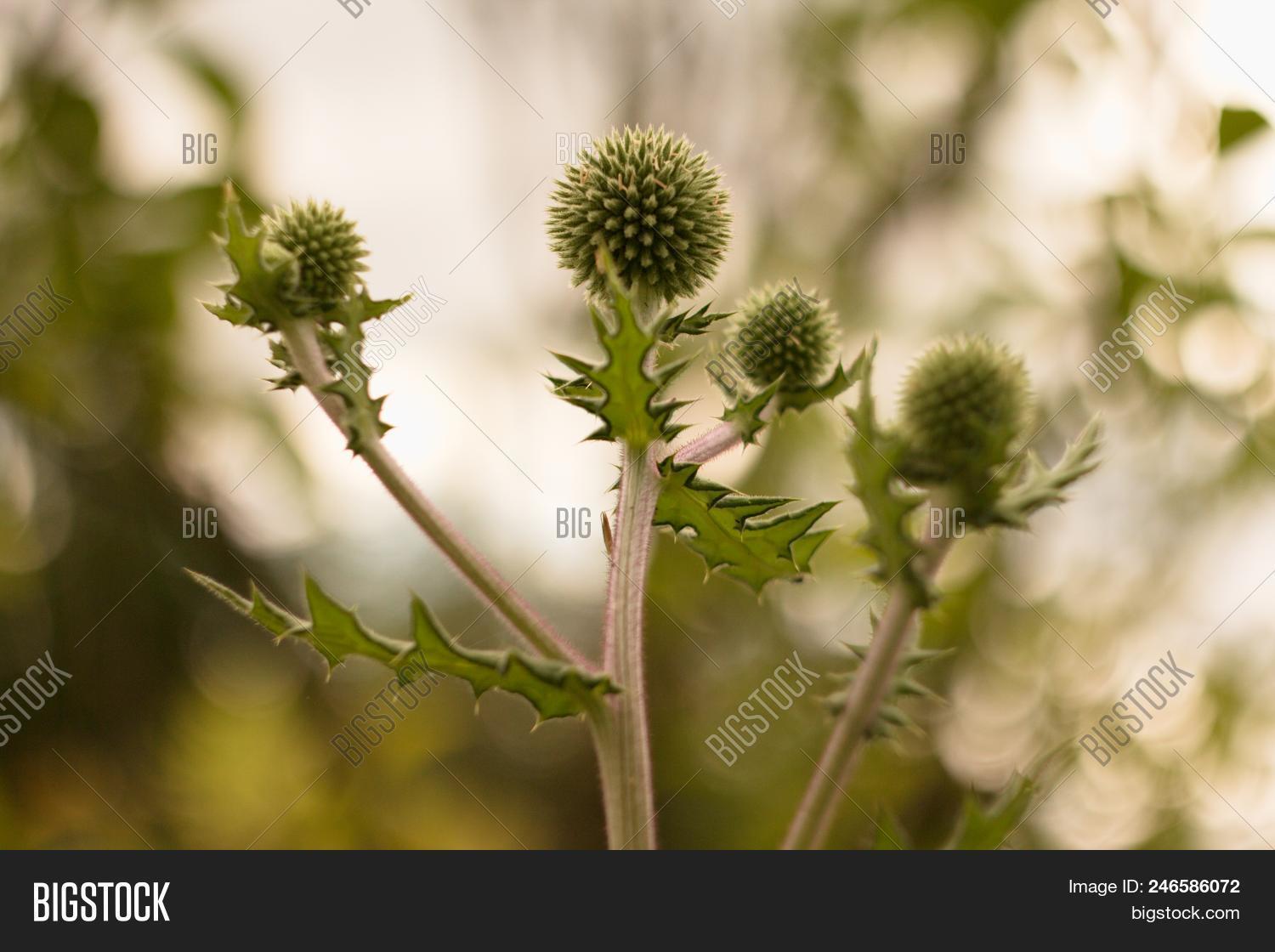 Echinops Image & Photo (Free Trial) | Bigstock