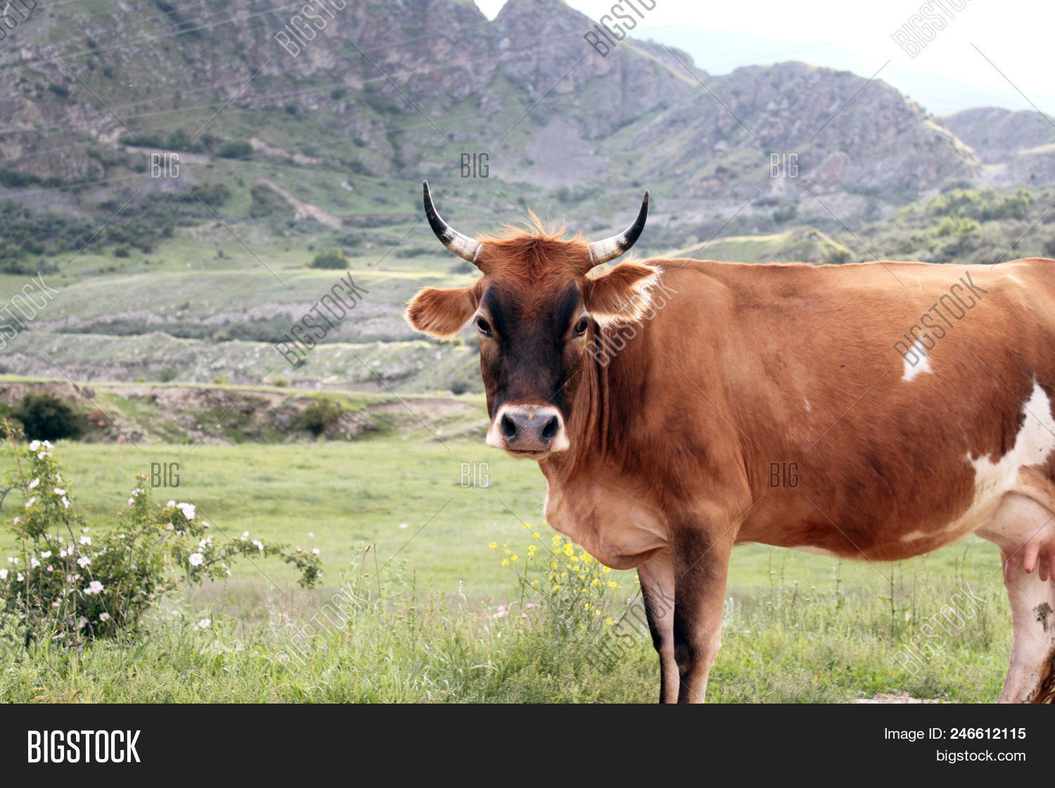 Cow Standing Sideways Image & Photo (Free Trial) | Bigstock