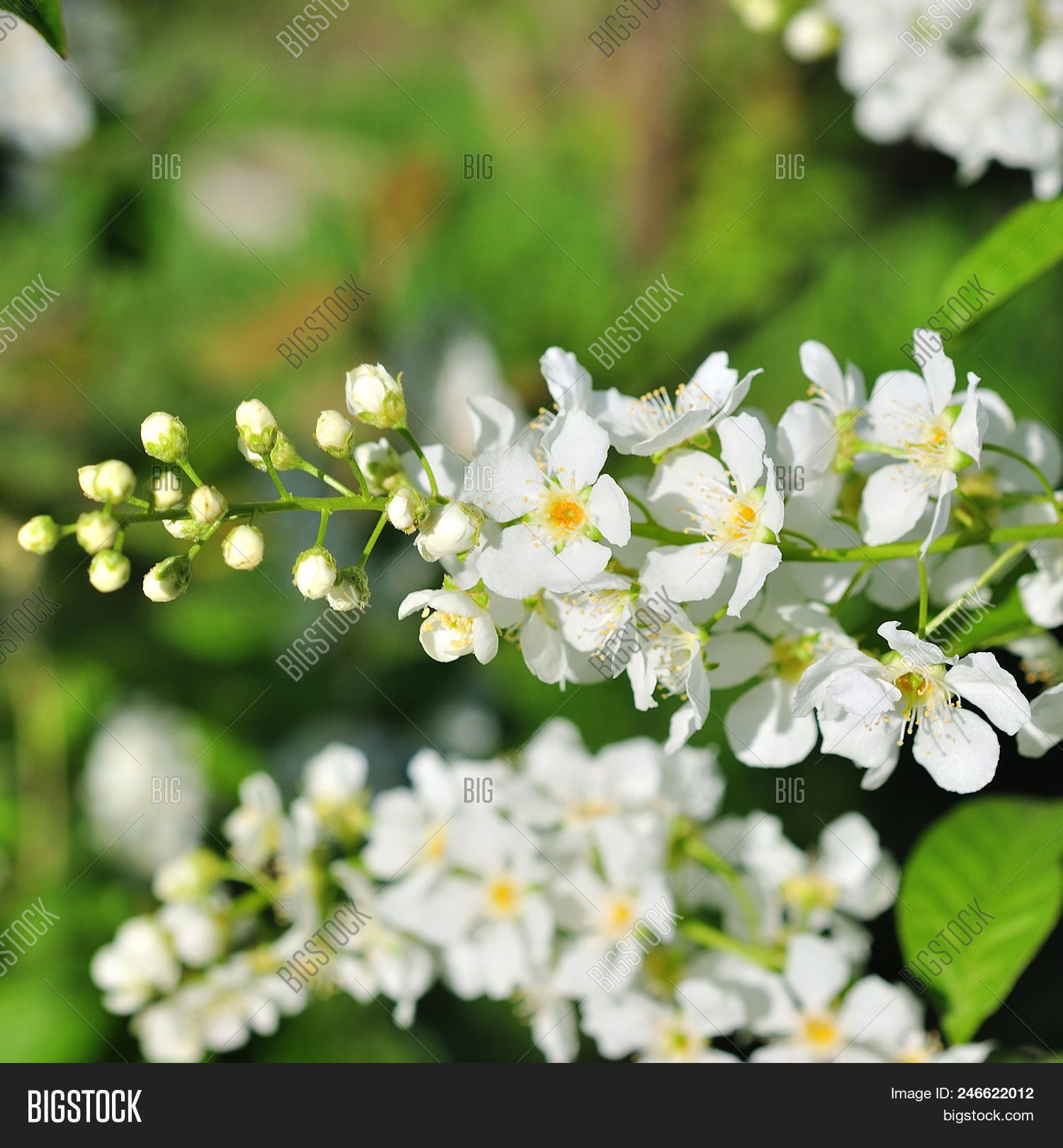 Branch Bird Cherry Image & Photo (Free Trial) | Bigstock