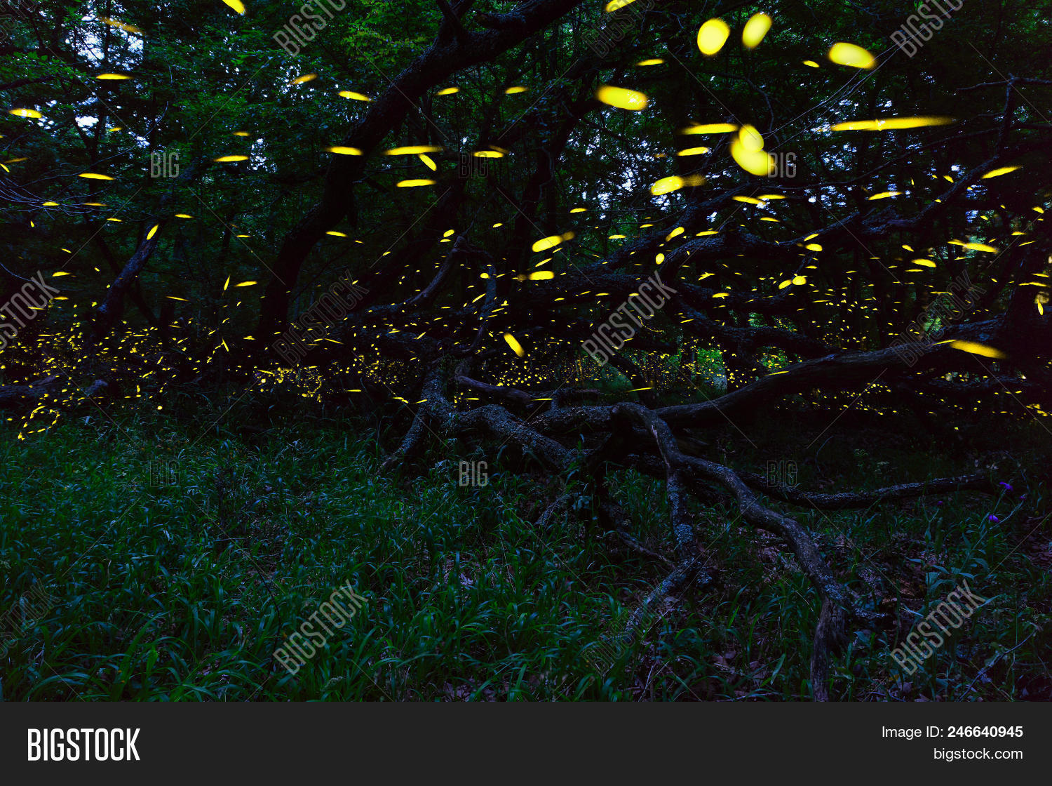 Fireflies Flying Image & Photo (Free Trial) | Bigstock