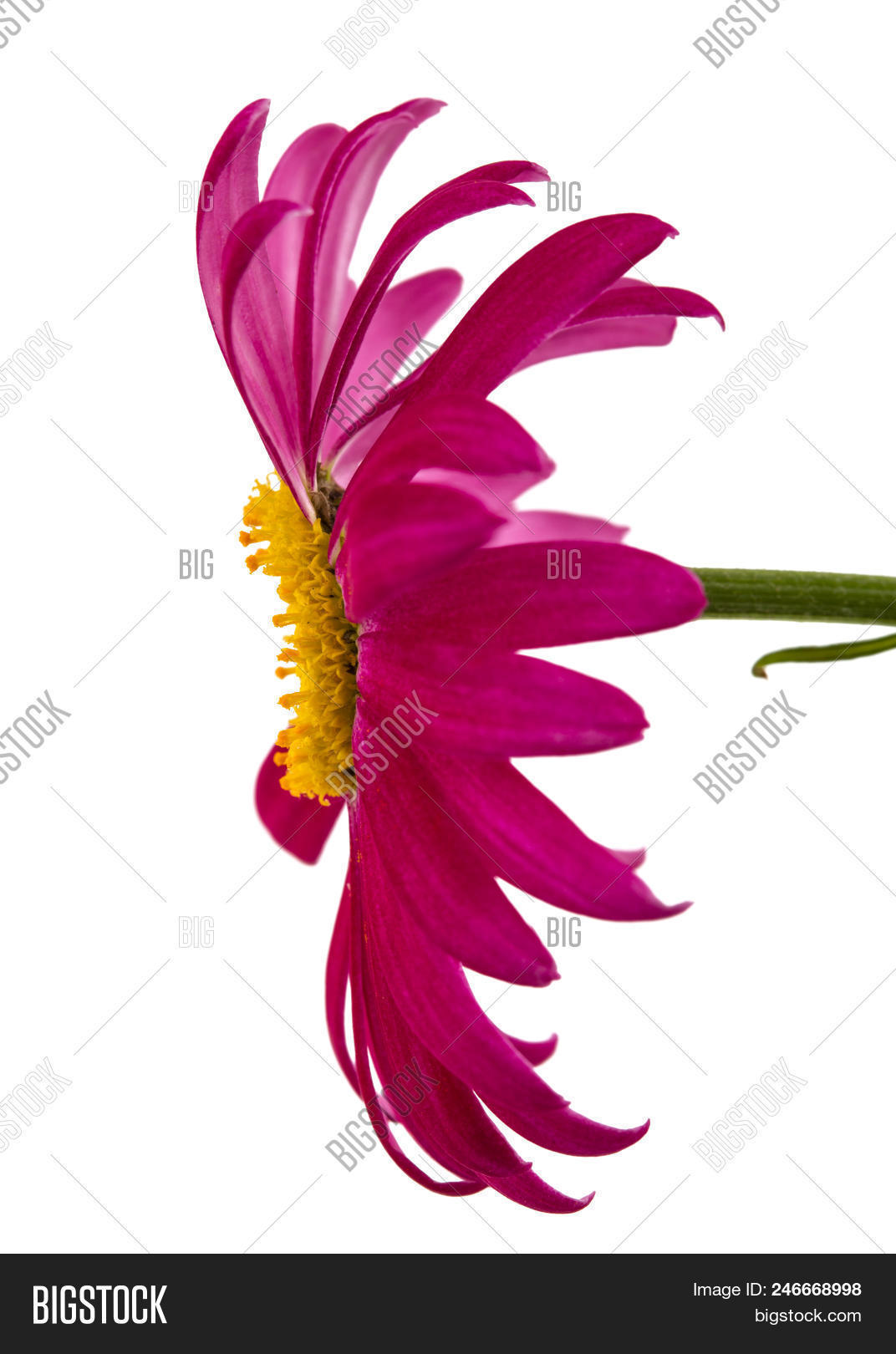 Flower Pyrethrum, Image & Photo (Free Trial) | Bigstock