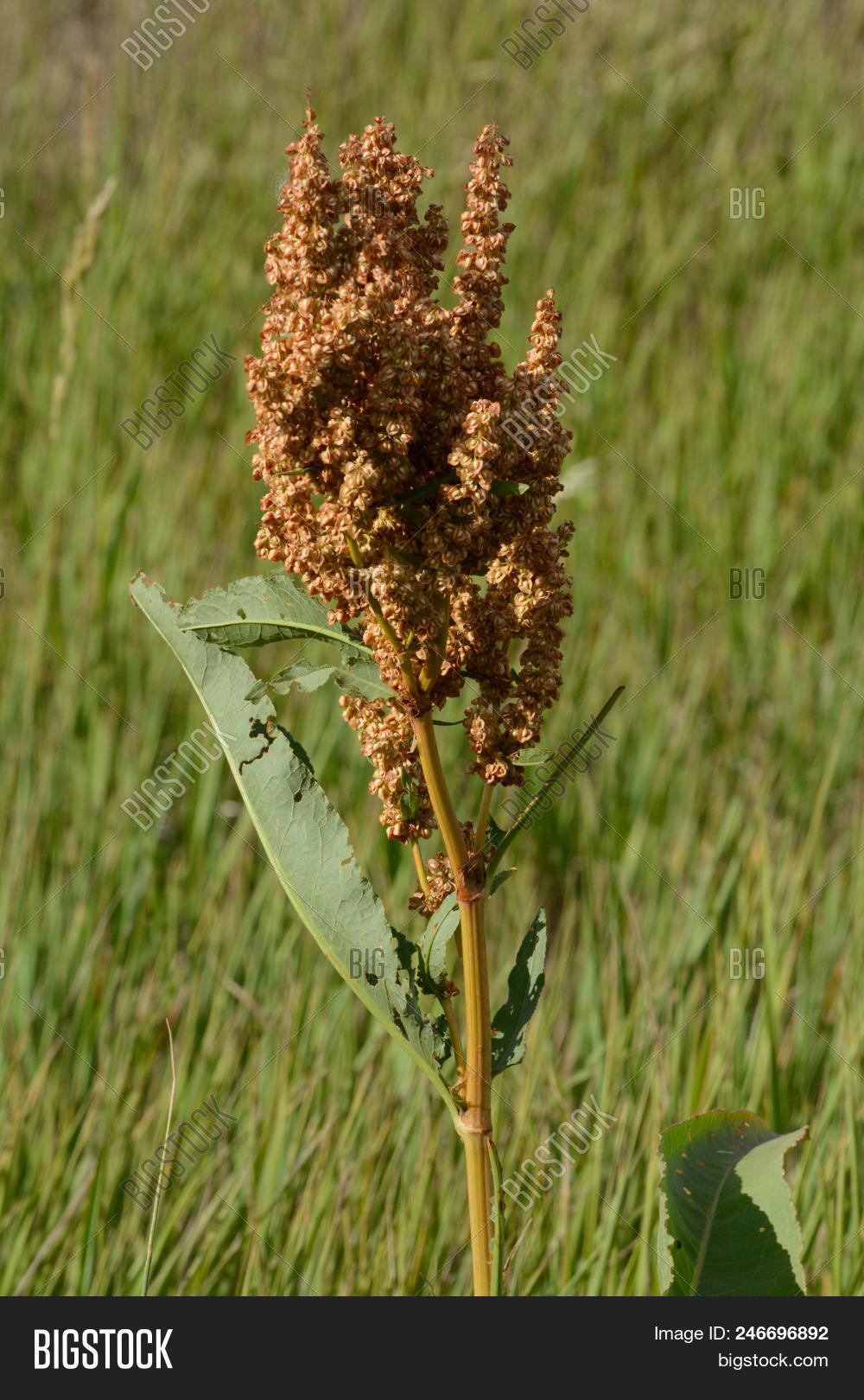 Yellow Dock Plant Art