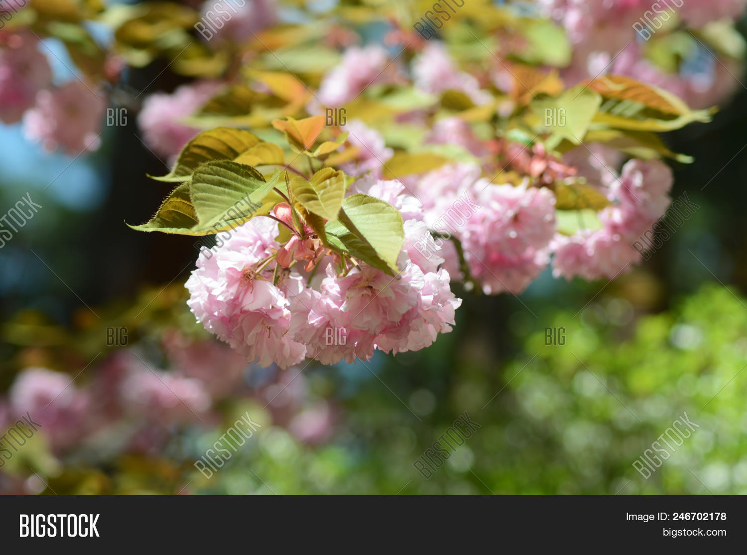 Branch Cherry Blossom Image & Photo (Free Trial) | Bigstock