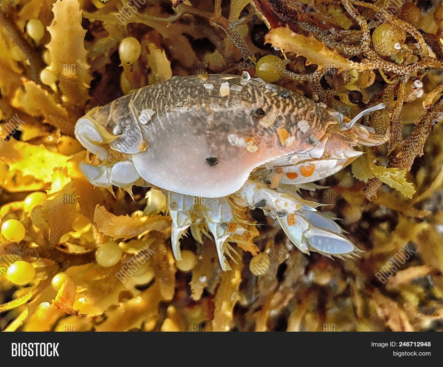 Sand Flea On Seaweed Image & Photo (Free Trial) | Bigstock
