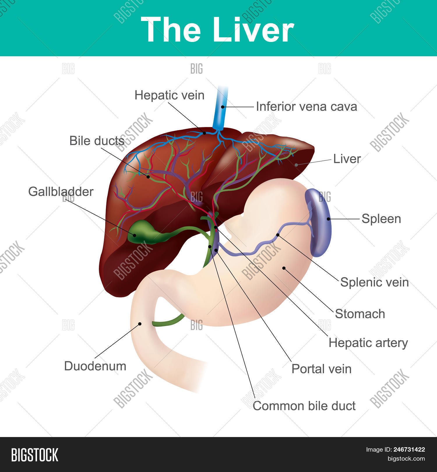 Liver Only Human Image & Photo (Free Trial) | Bigstock