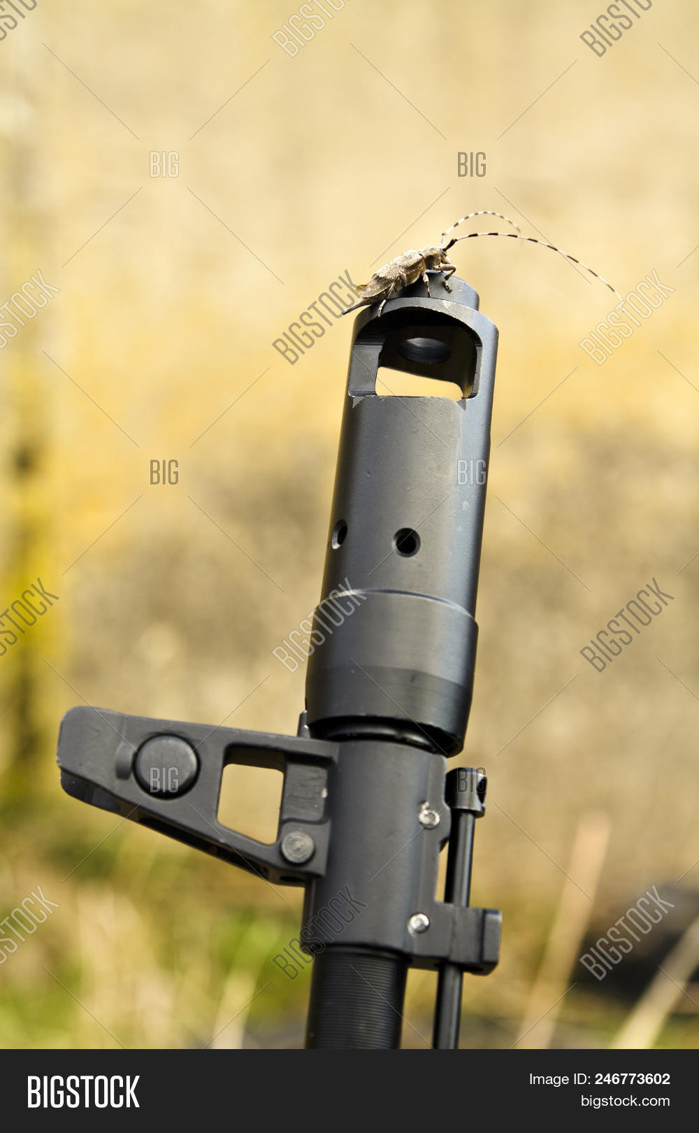 Pine Sawyer Beetle ( Image & Photo (Free Trial) | Bigstock
