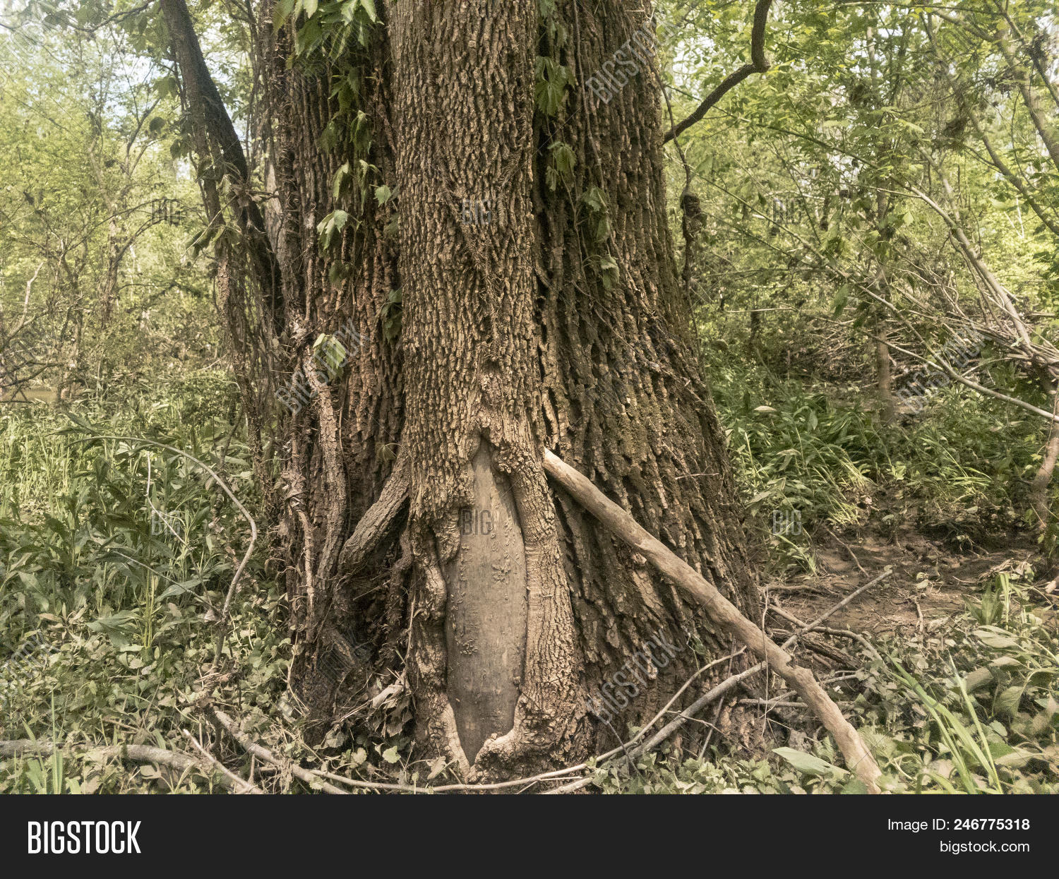 Close Base Image & Photo (Free Trial) | Bigstock