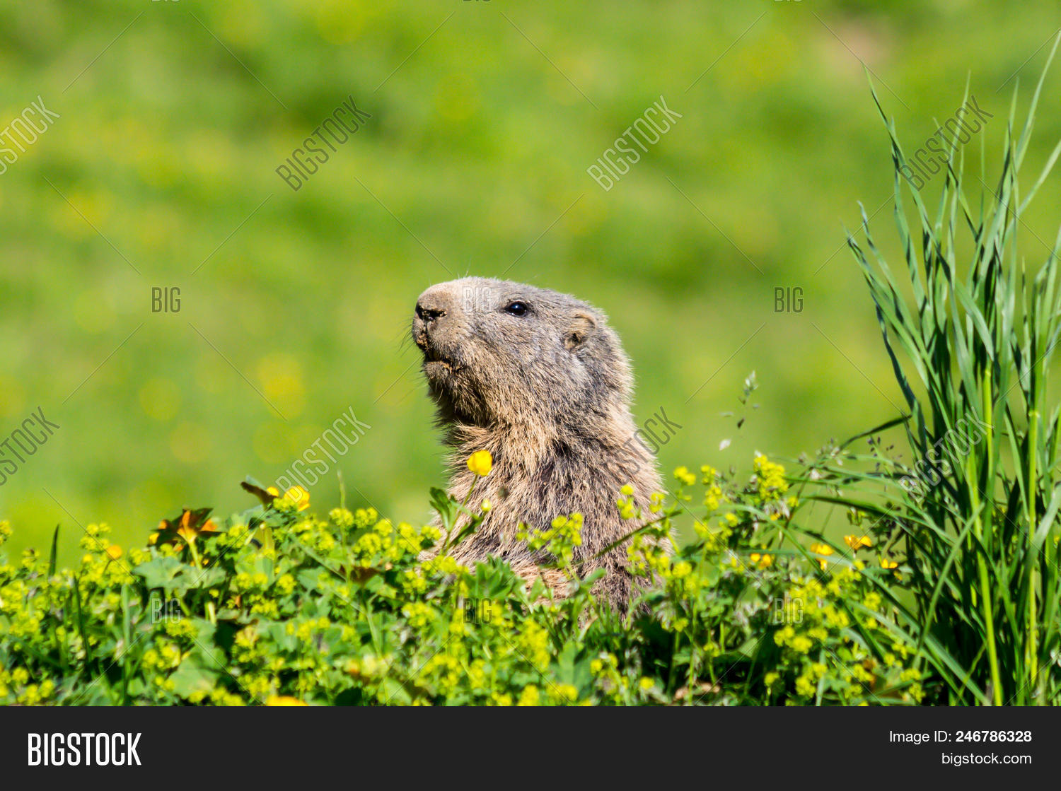 Curious Alpine Marmot Image & Photo (Free Trial) | Bigstock