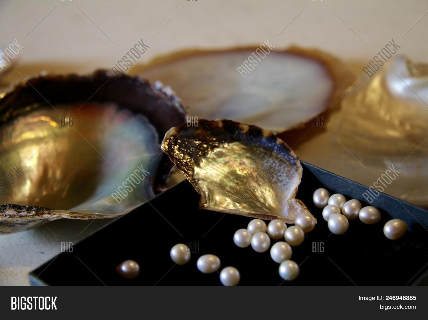 Pearls Pearl Shells, Image & Photo (Free Trial) | Bigstock